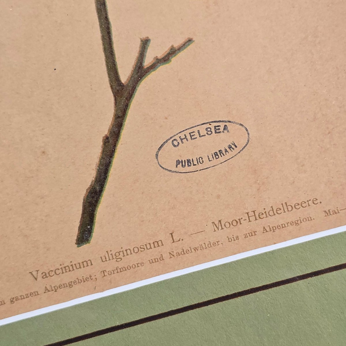 Anton Hartinger, Flora Alpina, 1897, Lithographs, Framed, Set of 4 for sale at Pamono