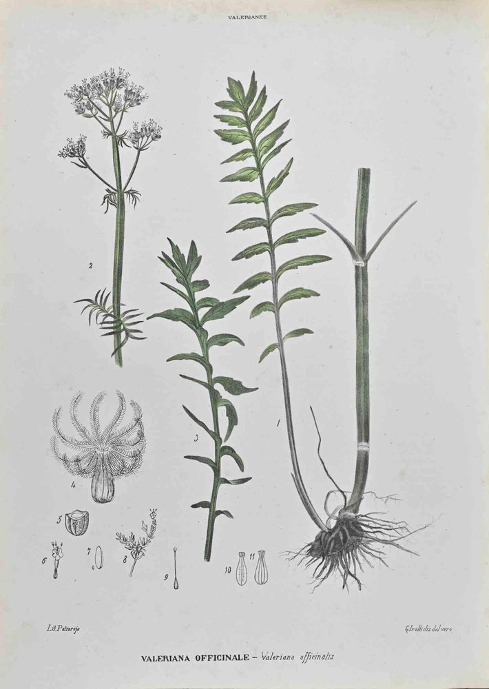 Vincenzo Tenore, Valerian Officinale, Lithograph, 1870s for sale at Pamono