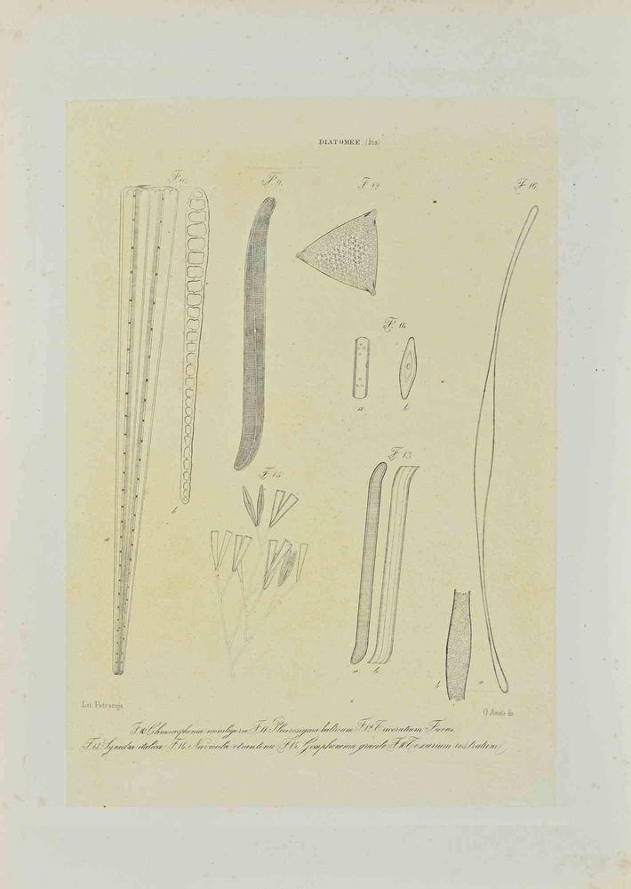 Vincenzo Tenore, Diatomee, Lithograph, 1870s for sale at Pamono