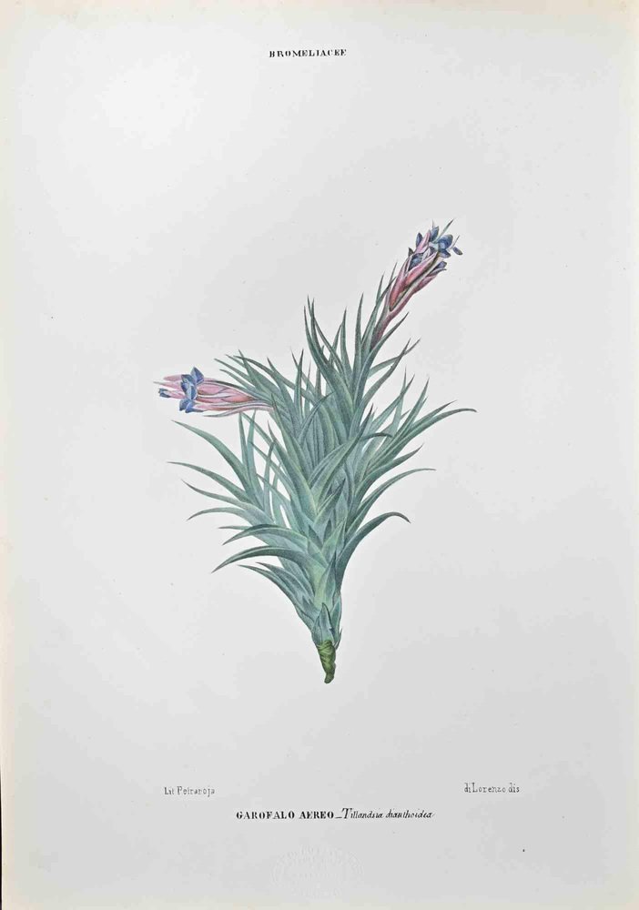 Vincenzo Tenore, Garofalo Aerial, Lithograph, 1870s for sale at Pamono