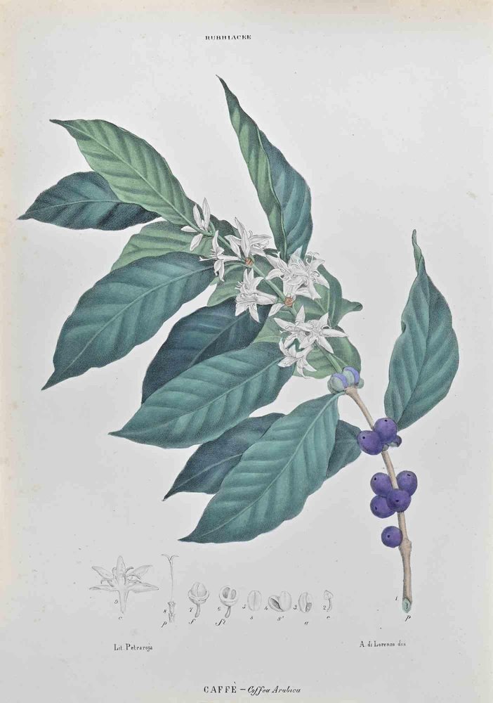 Vincenzo Tenore, Coffee, Lithograph, 1870s for sale at Pamono