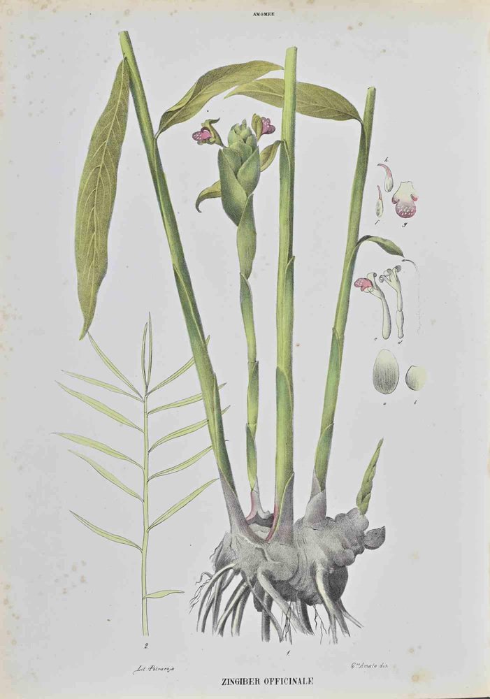 Vincenzo Tenore, Zingiber Officinale, Lithograph, 1870s for sale at Pamono