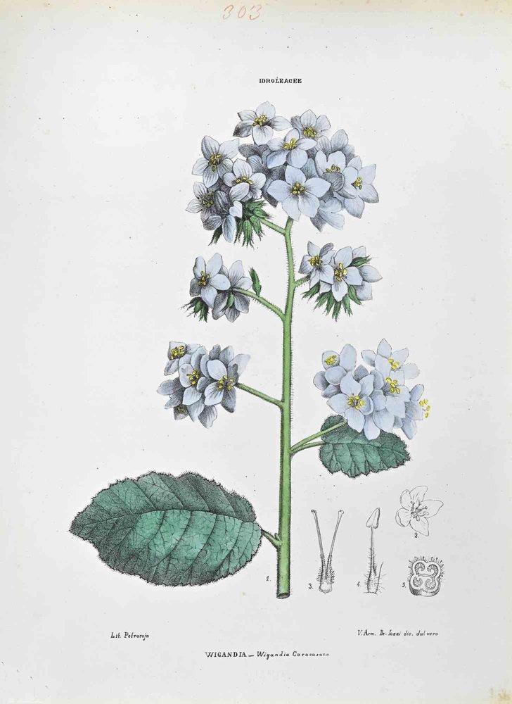 Vincenzo Tenore, The Hydroleaceae, Lithograph, 1870s for sale at Pamono