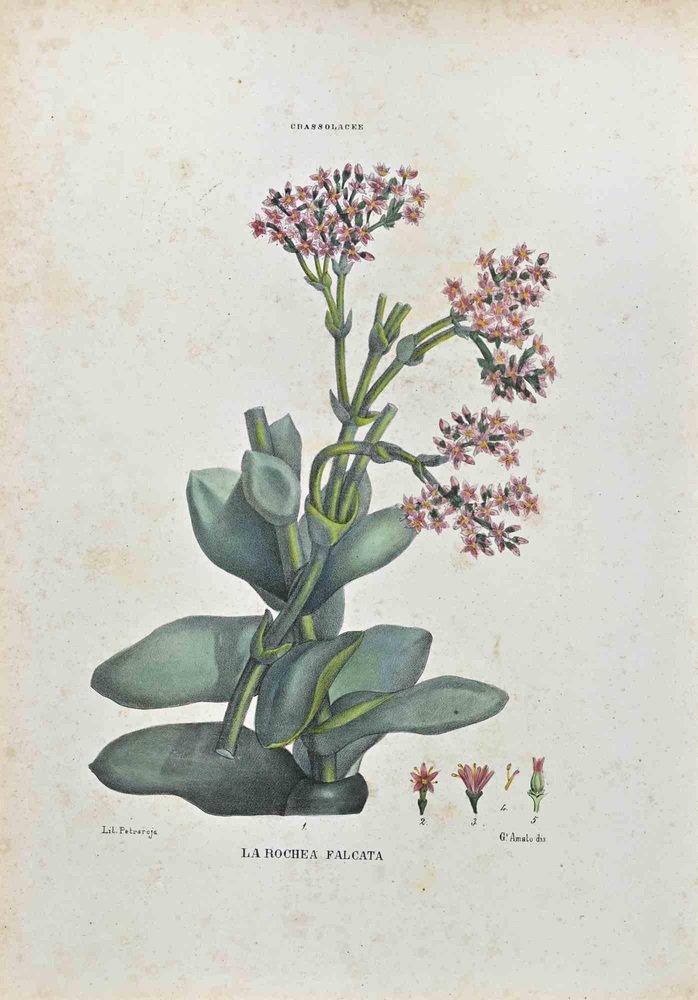 Vincenzo Tenore, The Chassolaceae, Lithograph, 1870s for sale at Pamono