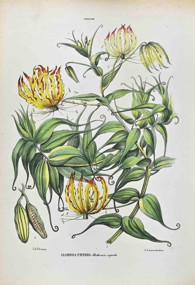 Vincenzo Tenore, The Lilies, Lithograph, 1870s for sale at Pamono