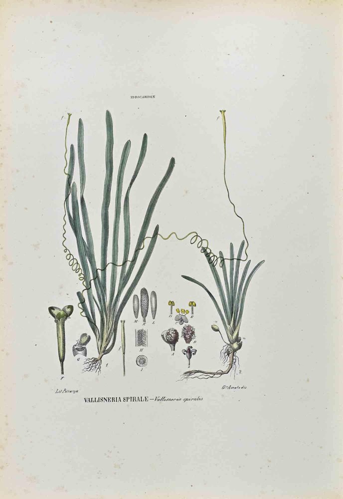 Vincenzo Tenore, The Hydrocharidee, Lithograph, 1870s for sale at Pamono