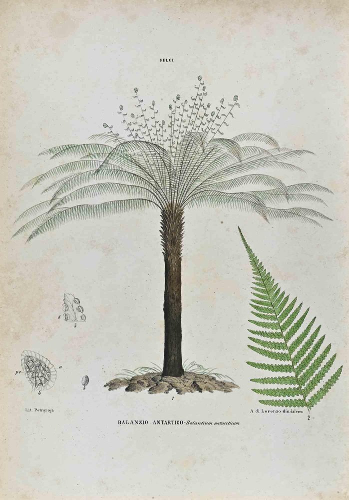Vincenzo Tenore, The Ferns, Lithograph, 1870s for sale at Pamono