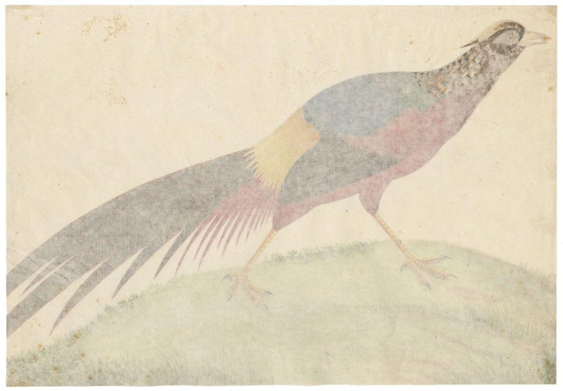 Chinese Canton School Artist, Golden Pheasant, Late 18th Century ...