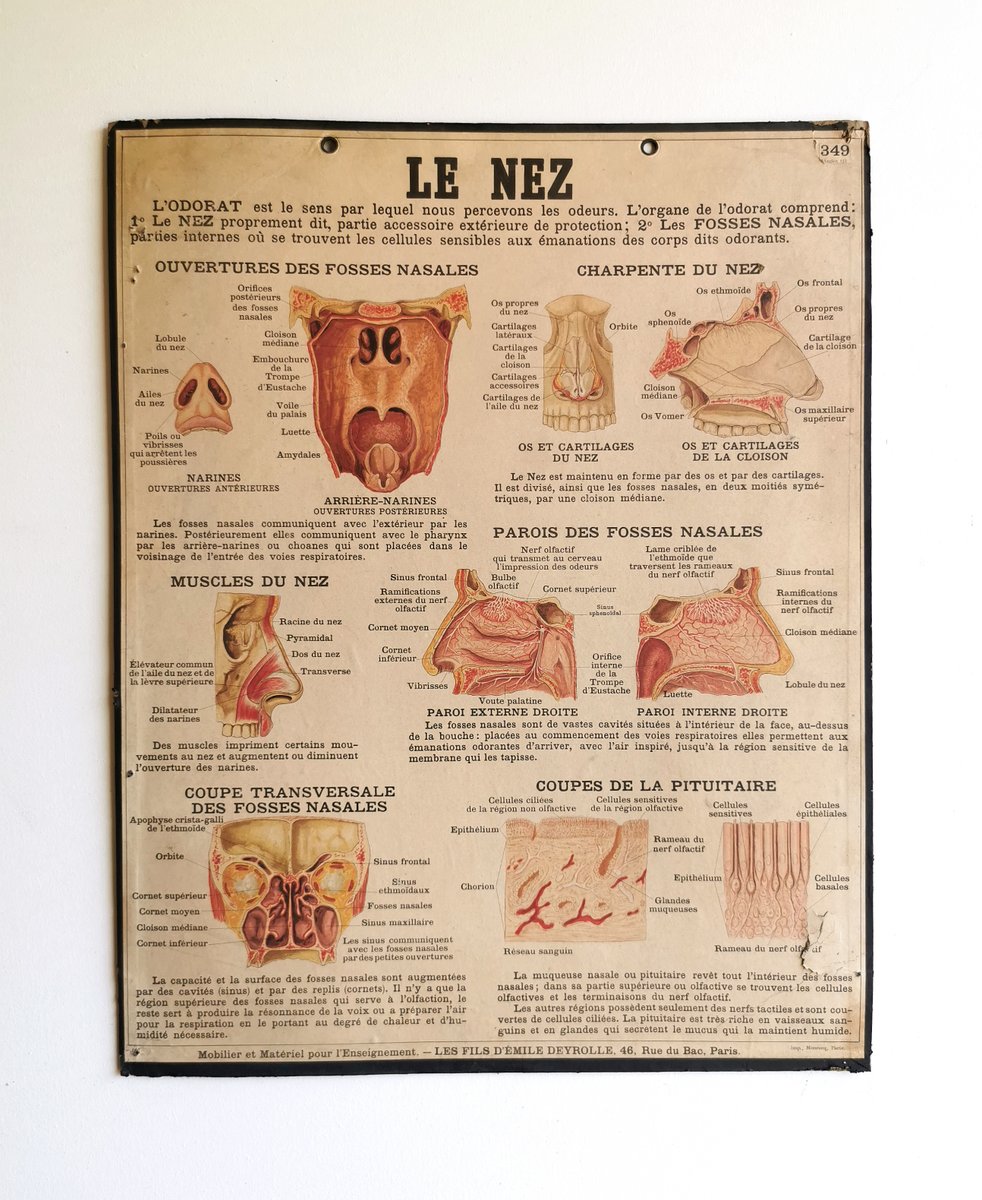 Vintage Nose Anatomy Teaching Chart by Emile Deyrolle, Paris, France ...