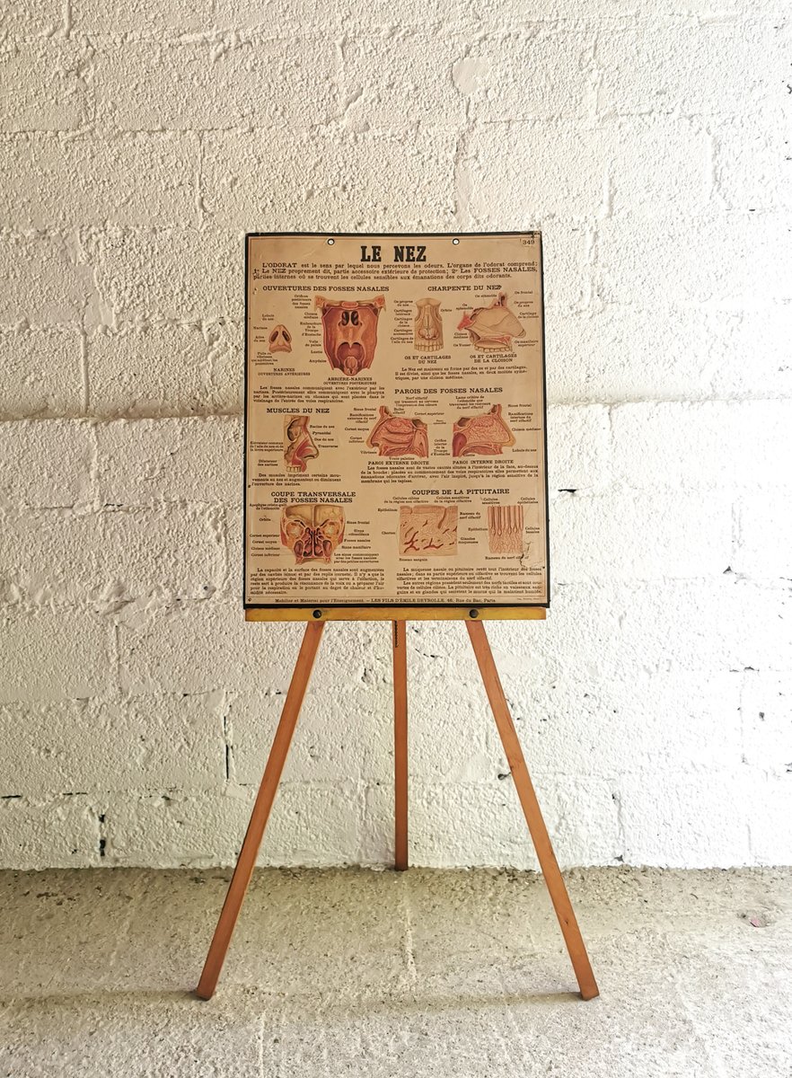 Vintage Nose Anatomy Teaching Chart by Emile Deyrolle, Paris, France ...