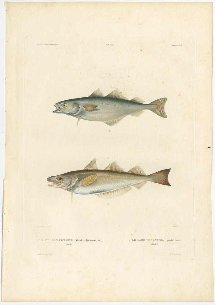 Whiting and Green Cod or the Pollock, 1845, Paper for sale at Pamono