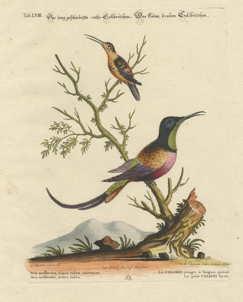 After George Edwards, Large Red and Small Brown Hummingbirds, 18th ...