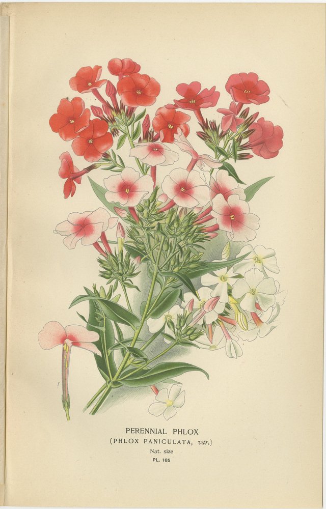 Original Botanical Prints, 1897, Set of 4, Paper for sale at Pamono