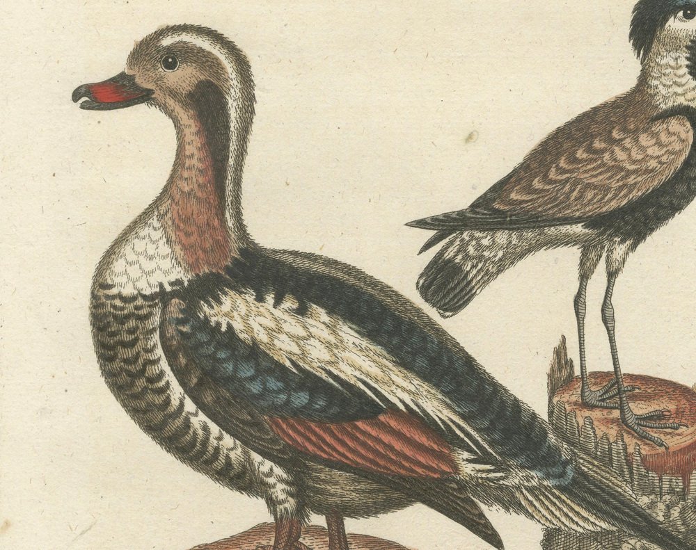 After George Edwards, Long-Tailed Duck and Spur-Winged Lapwing, 1770 ...