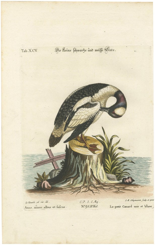After George Edwards, Small Black and White Duck, 1770, Print for sale ...