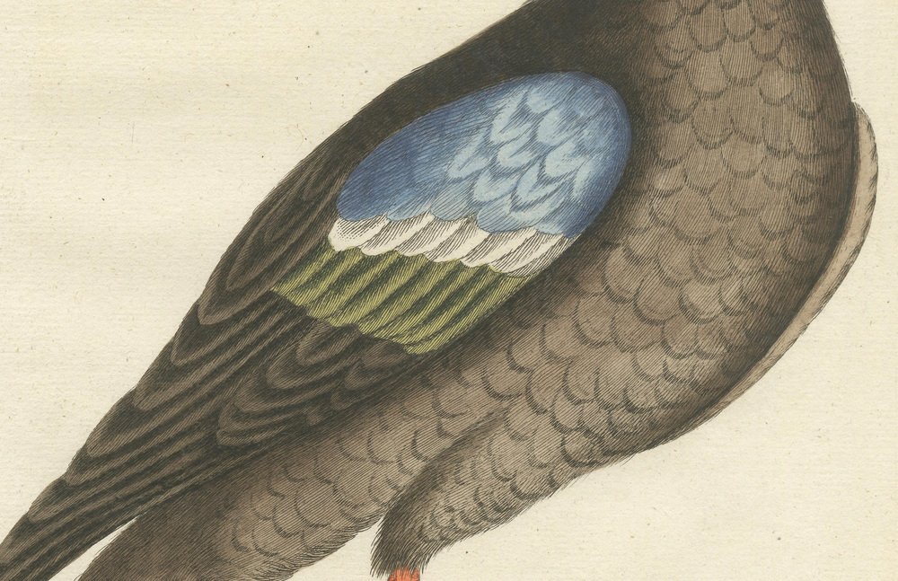 After George Edwards, American Duck with Broad Bill, 1770, Hand-Colored ...