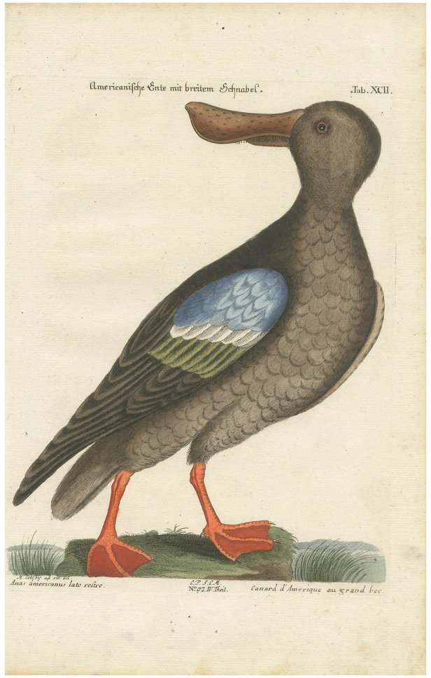 After George Edwards, American Duck with Broad Bill, 1770, Hand-Colored ...