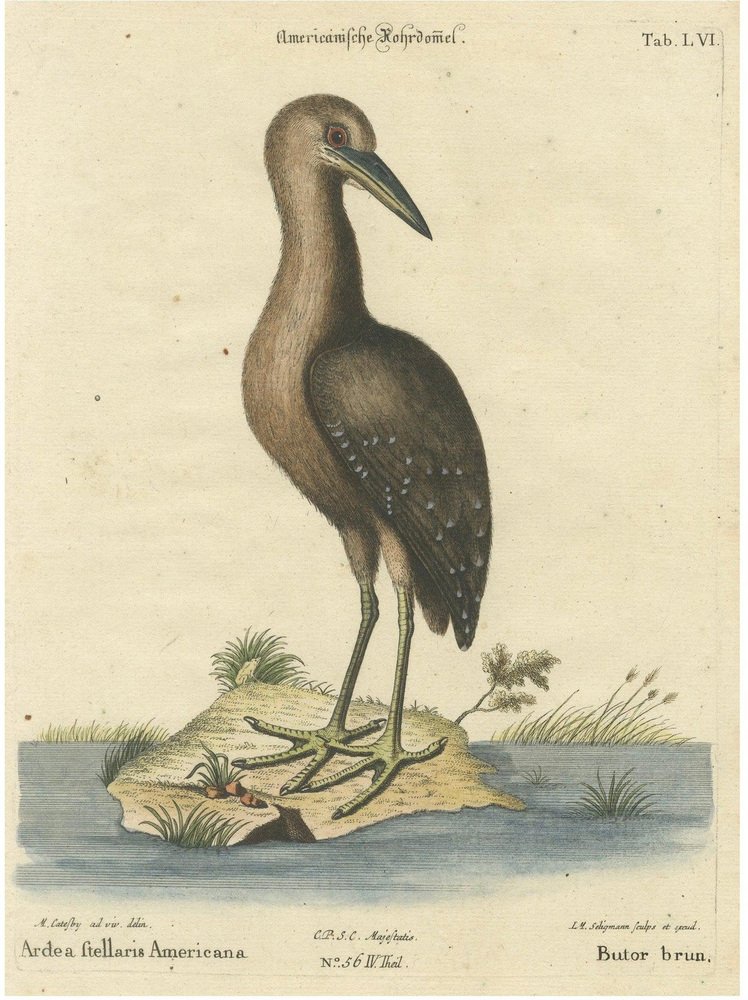 Seligmann, American Bittern, 18th Century, Hand-Colored Engraving for ...