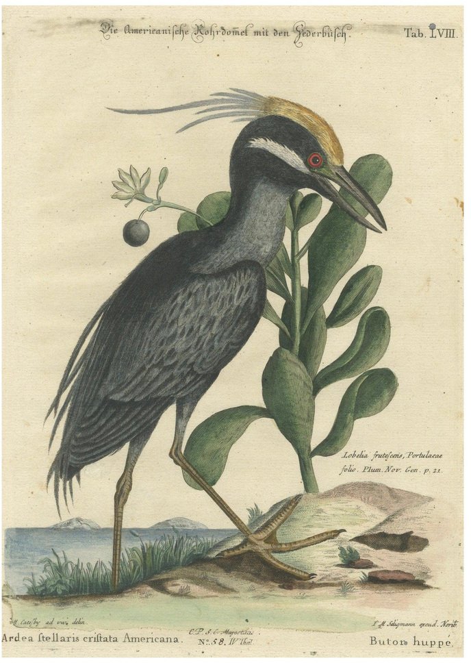 Seligmann, American Crested Bittern, 1800s, Paper for sale at Pamono
