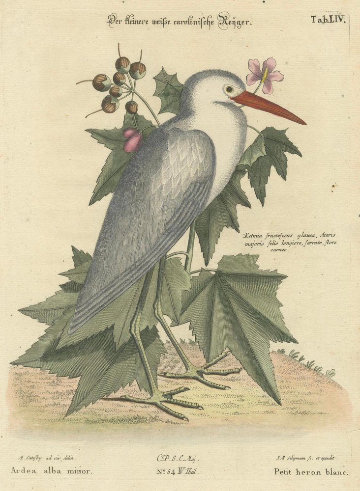 Lesser White Heron, 1773, Hand-Colored Engraving for sale at Pamono