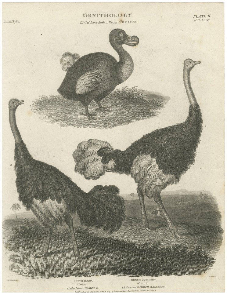 After Sydenham Edwards, Extinct Dodo and an Ostrich, 1805, Copperplate ...