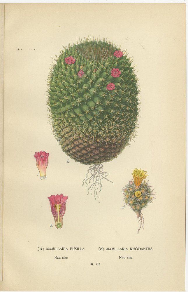 Tuberous Begonia and Mammillaria Cactus and Rats-Tail Cactus, 1897 ...