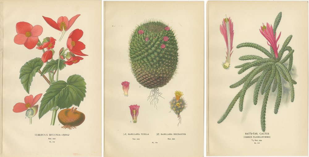 Tuberous Begonia and Mammillaria Cactus and Rats-Tail Cactus, 1897 ...