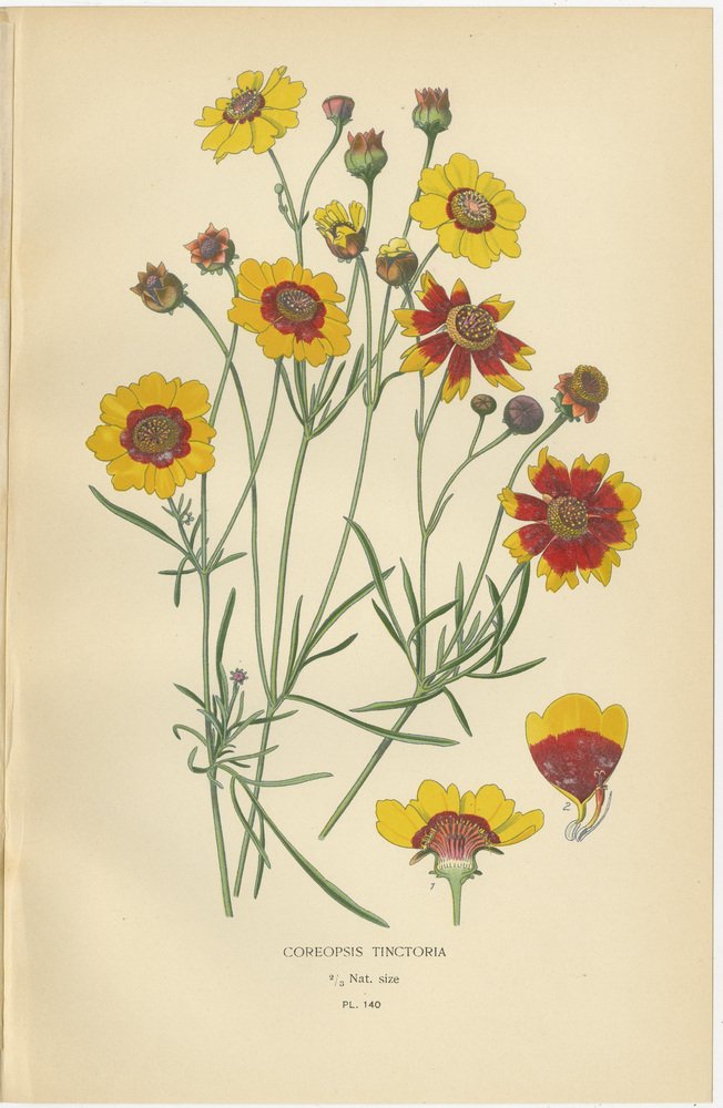 Coreopsis and Single Dahlia and Cosmos Bipinnatus, 1897, Paper, Set of ...