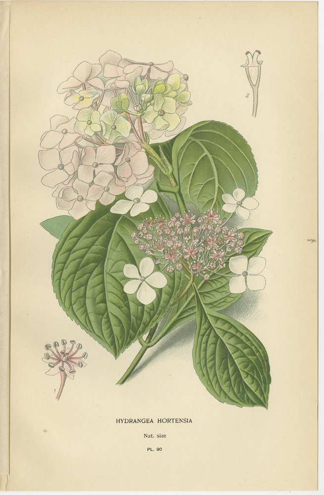Botanical Prints, 1897, Paper, Set of 3 for sale at Pamono