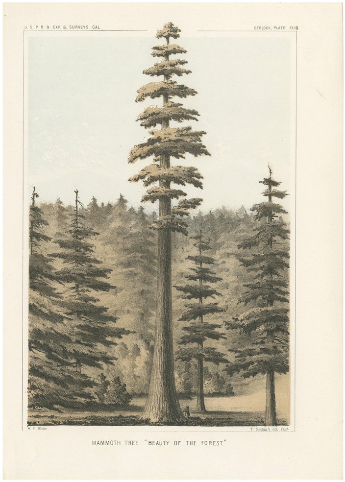 T. Sinclair, Towering Mammoth Tree in California, Forest, 1856 ...