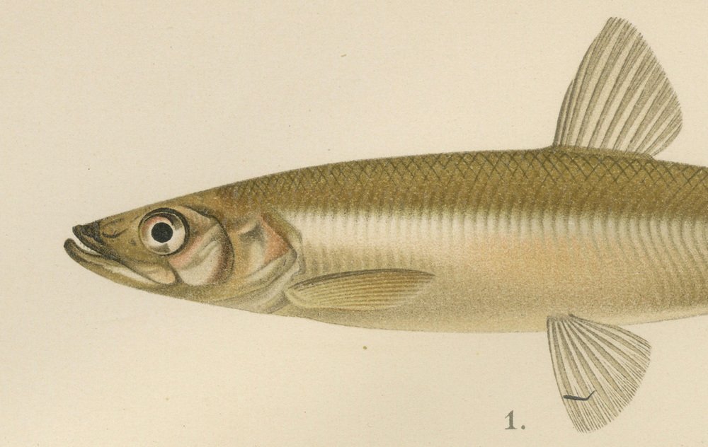 Smelt and Capelin and Tench, 1895, Paper for sale at Pamono