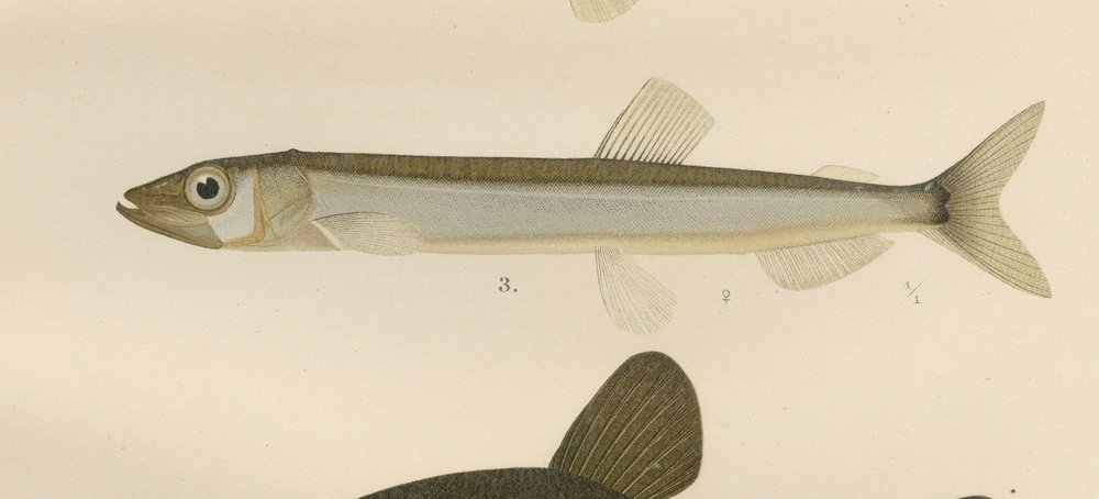 Smelt and Capelin and Tinch, 1895, Paper in vendita su Pamono