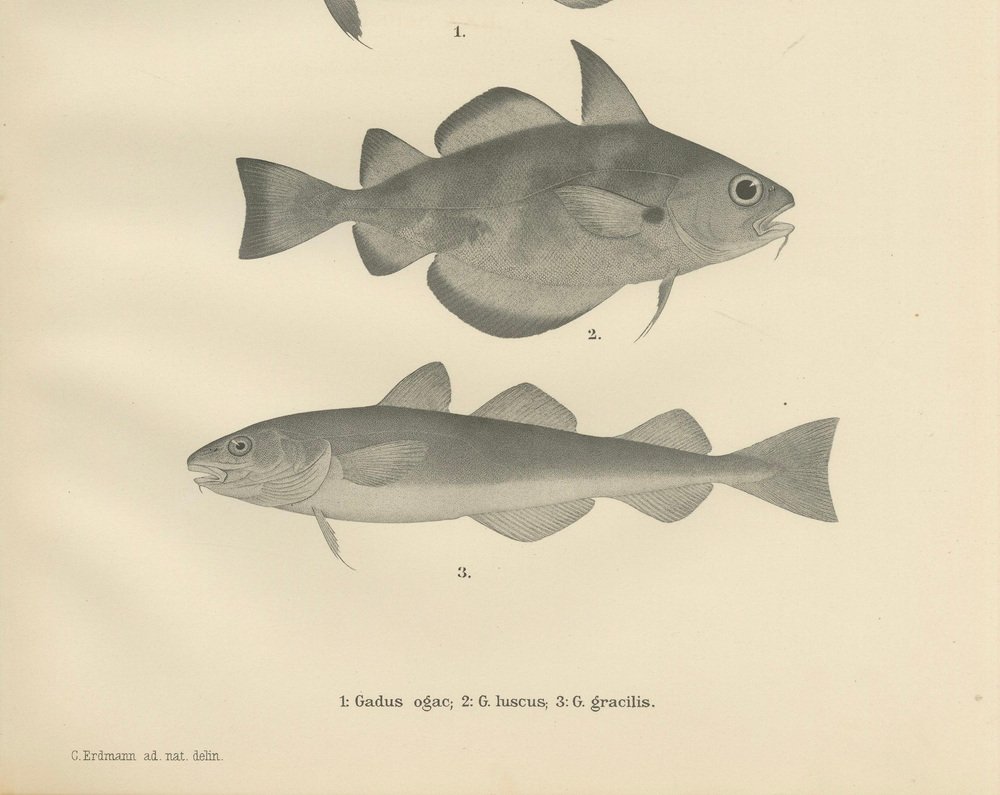 Greenland Cod and Pout and Poor Cod, 1895, Paper for sale at Pamono