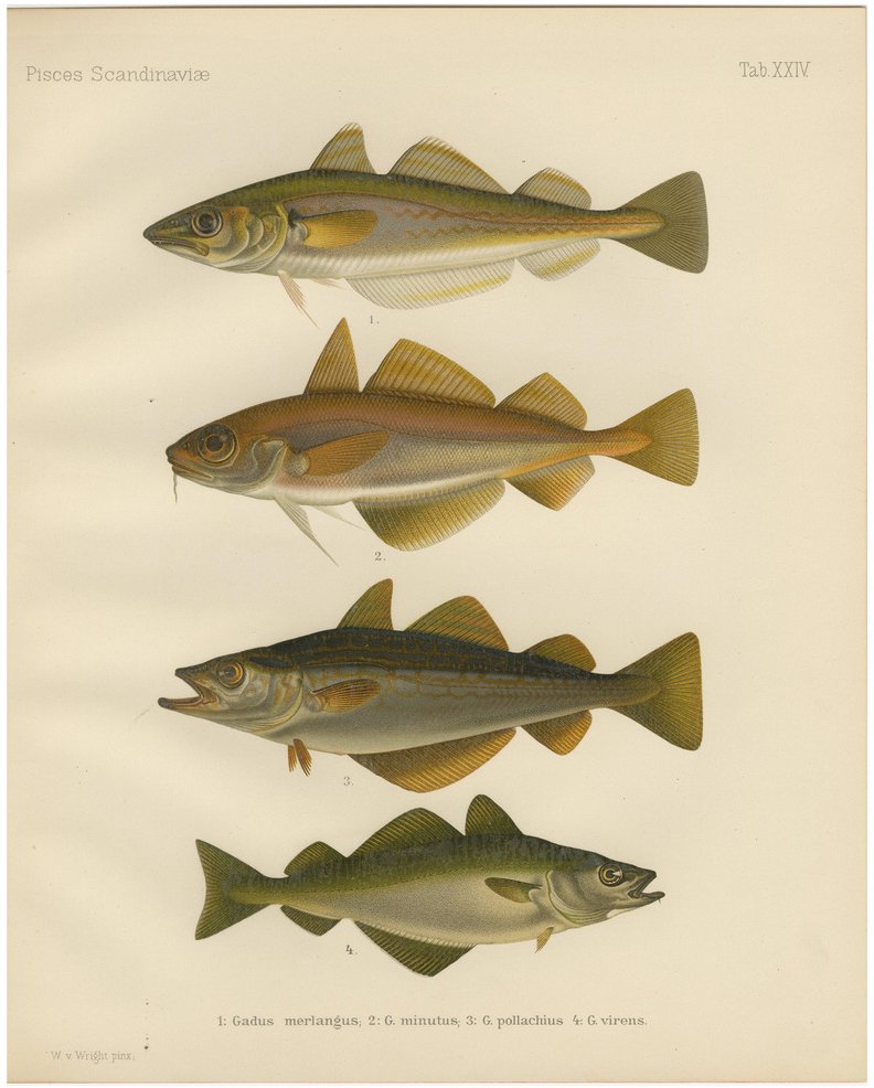 Whiting and Poor Cod and Pollack and Seelachs, 1895, Papier bei Pamono ...