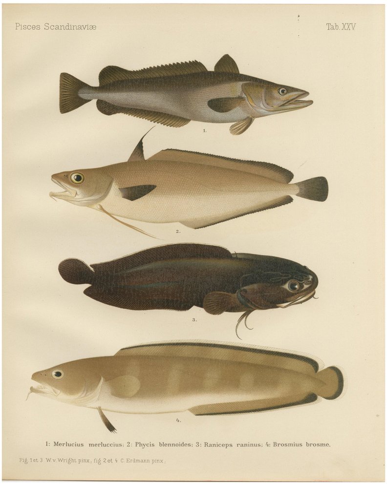 Wilhelm von Wright and C. Erdmann, Hake, Blue Ling, Tadpole Fish, and ...