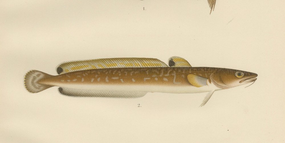 Wilhelm von Wright, Burbot, Ling, and Blue Ling, 1895, Lithograph on ...