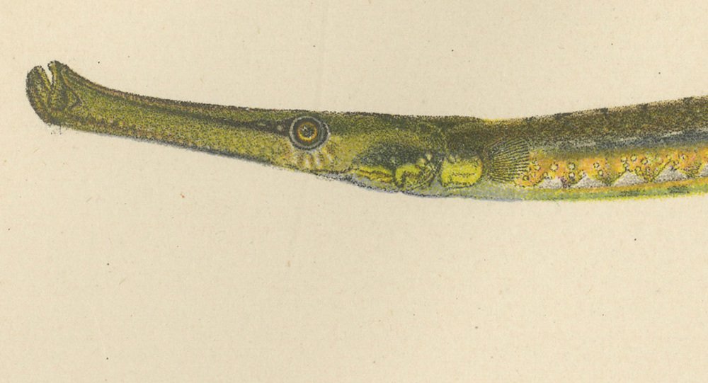 Pipefish and Worm Pipefish, 1895, Paper for sale at Pamono