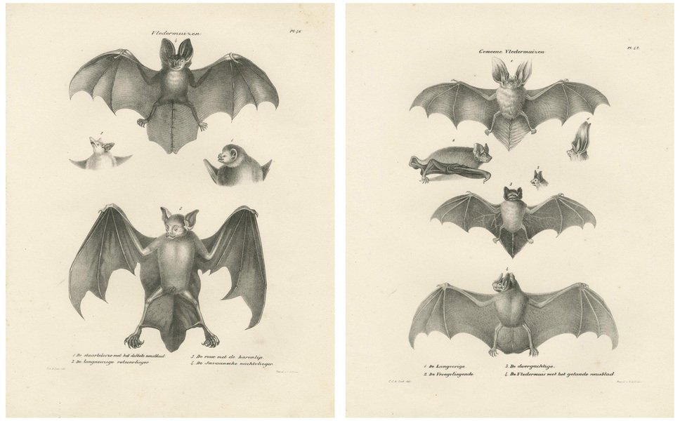 Anatomical Studies of Bats, 1836, Lithographs on Paper, Set of 2 for ...
