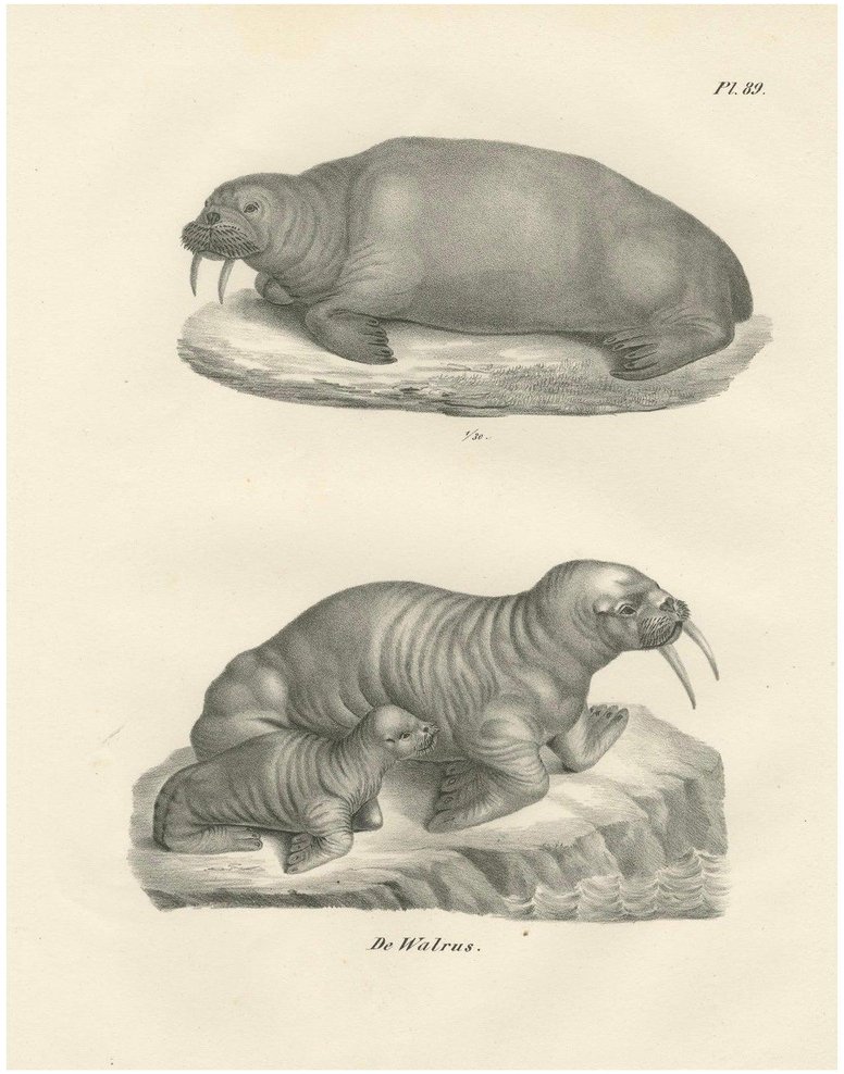 Walruses in Arctic Habitat with Calf Illustration, 1836, Paper for sale ...