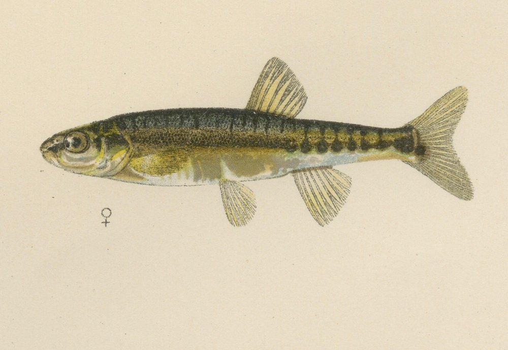 Wilhelm von Wrigh, Freshwater Fish from Scandinavia, 1895, Lithograph ...