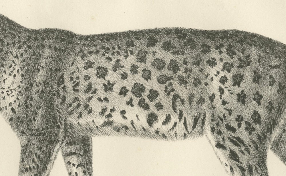 Leopard in Standing Pose, 1836, Lithograph for sale at Pamono