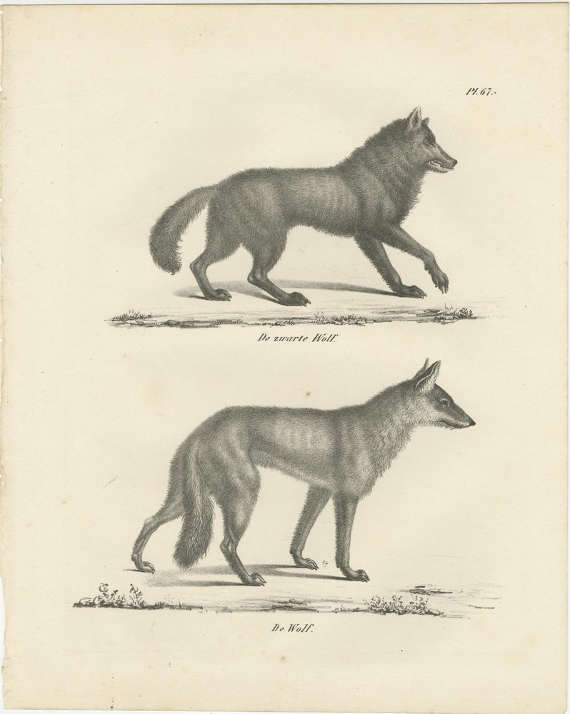 C.C. G. Zool., The Black Wolf and Grey Wolf, 1836, Lithograph for sale ...