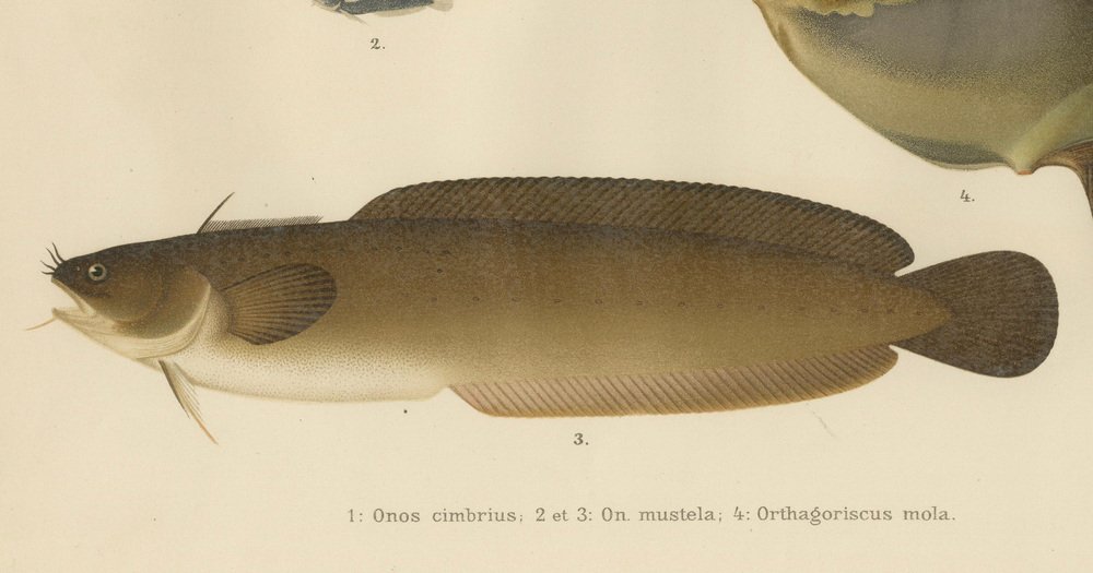 Wilhelm von Wright, Ocean Sunfish and Scandinavian Blennies, 1895 ...