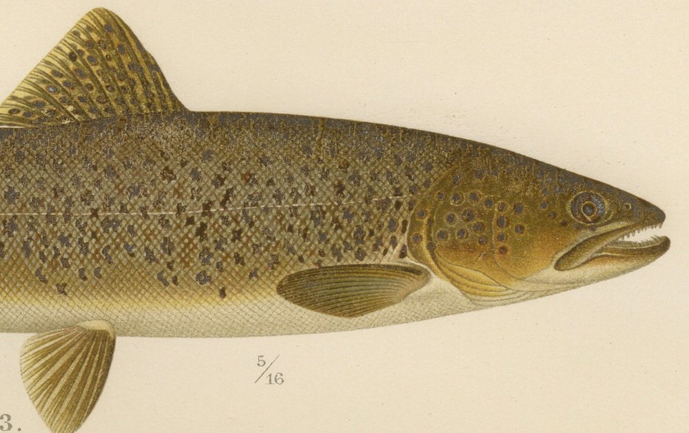 Brown Trout Diversity in Scandinavian Waters, 1895, Paper for sale at ...