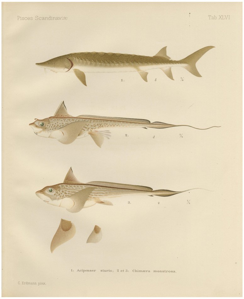 Scandinavian Sturgeon and Chimaera, 1895, Paper for sale at Pamono