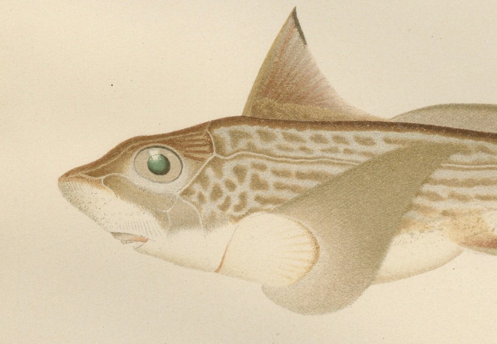 Scandinavian Sturgeon and Chimaera, 1895, Paper for sale at Pamono