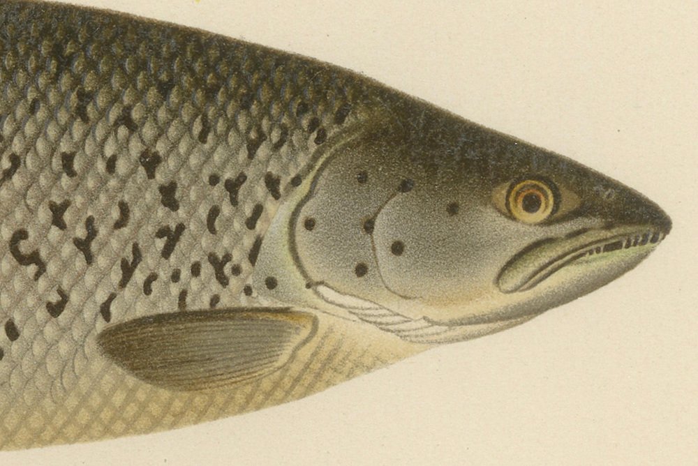 Scandinavian Atlantic Salmon Forms: Exquisite 19th Century Hand-Colored ...