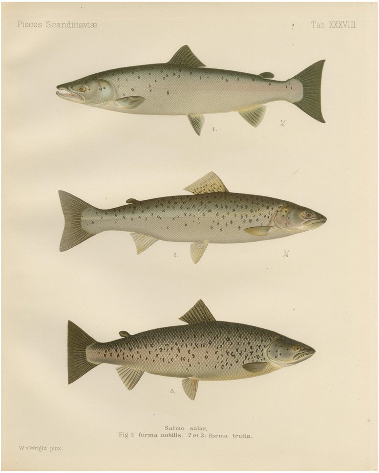 Scandinavian Atlantic Salmon Forms: Exquisite 19th Century Hand-Colored ...