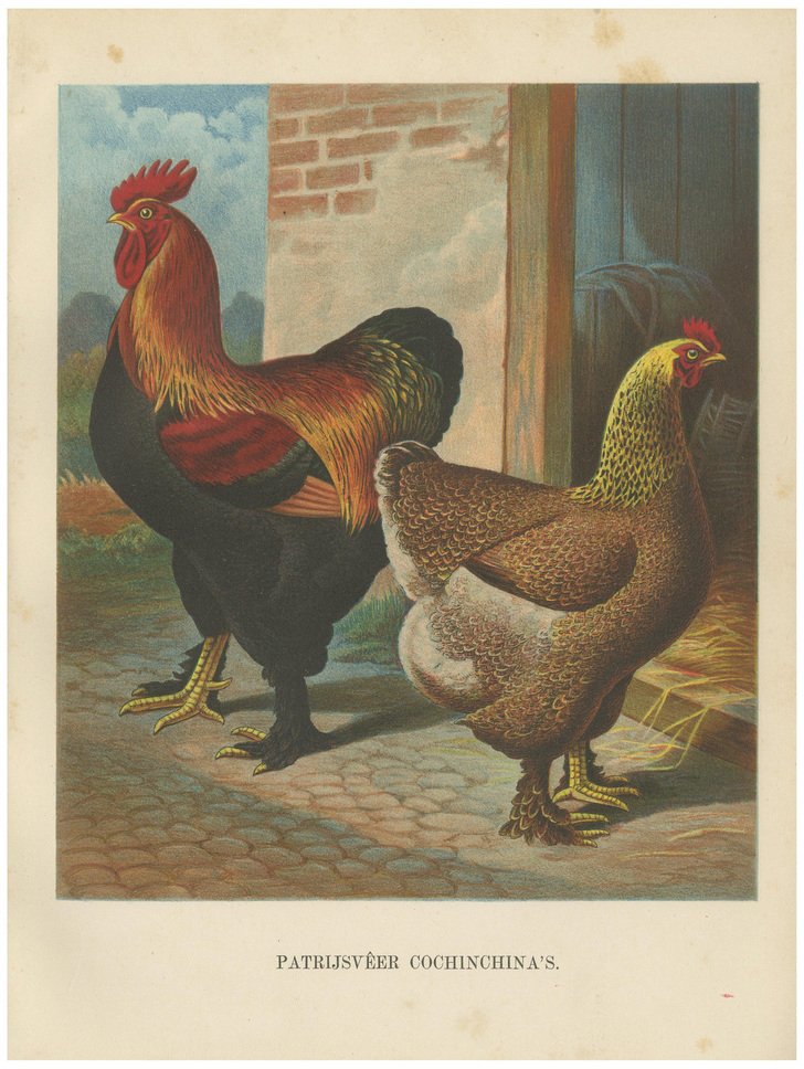 Partridge Cochinchina, 1888, Paper for sale at Pamono
