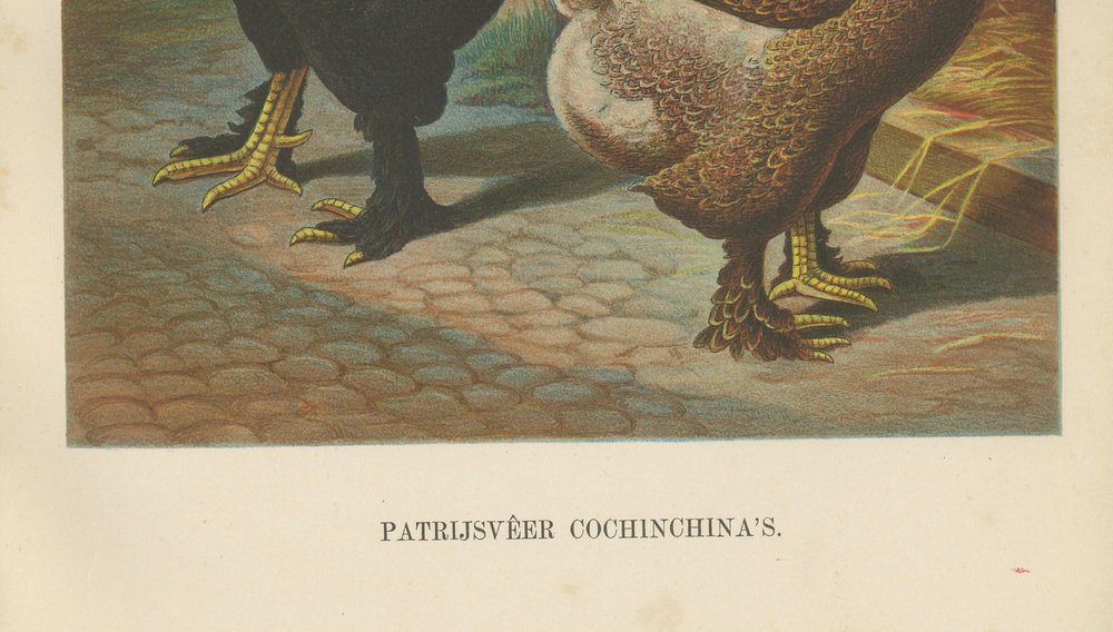 Partridge Cochinchina, 1888, Paper for sale at Pamono